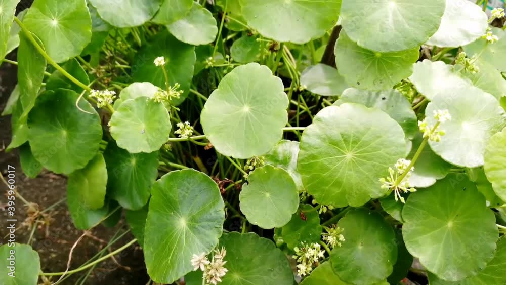 Asian coin plant in the jungle, medicinal tree, homeopathy, herbal ...