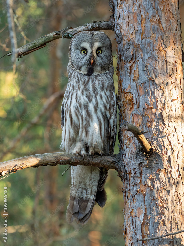 The great gray owl or great gray owl (Strix nebulosa) is a very large ...