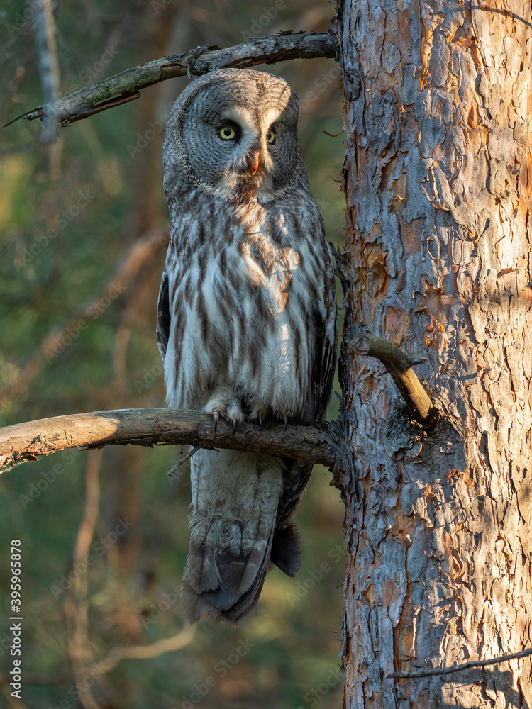 The great gray owl or great gray owl (Strix nebulosa) is a very large ...