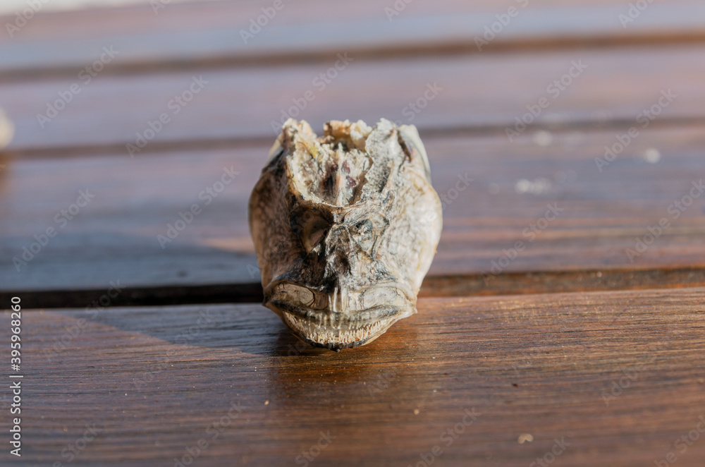 A funny portrait of a goby fish with a smile, looks like a monster ...