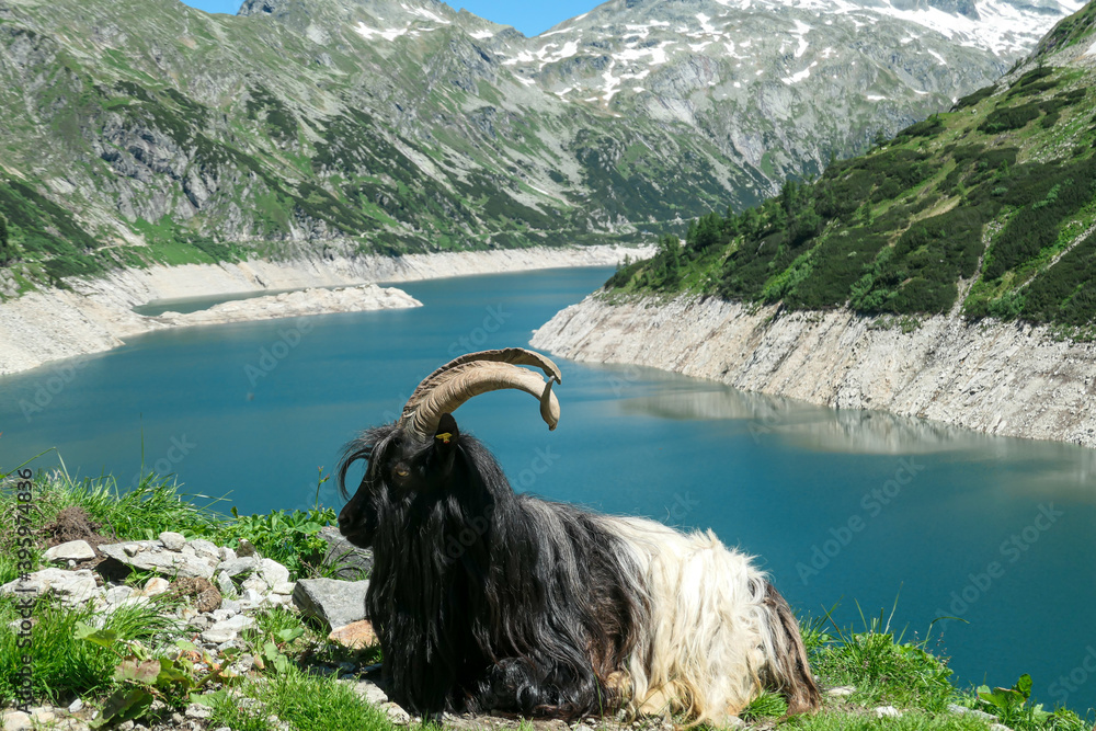 Goat with huge horns resting at the artificial lake side in high Alps ...