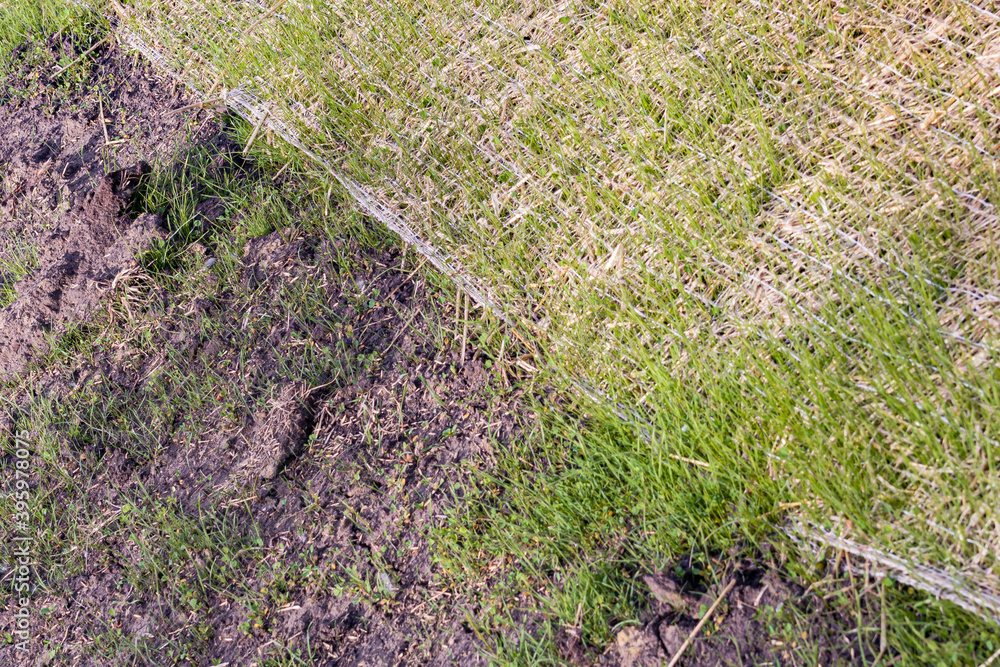 Landscaping erosion control net staw blanket Stock Photo | Adobe Stock