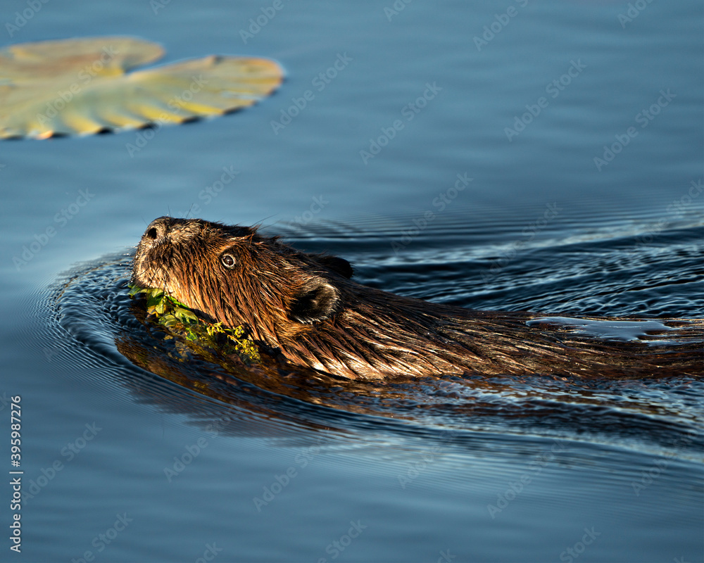 Beaver Stock Photos. Beaver head shot close-up profile view eating ...