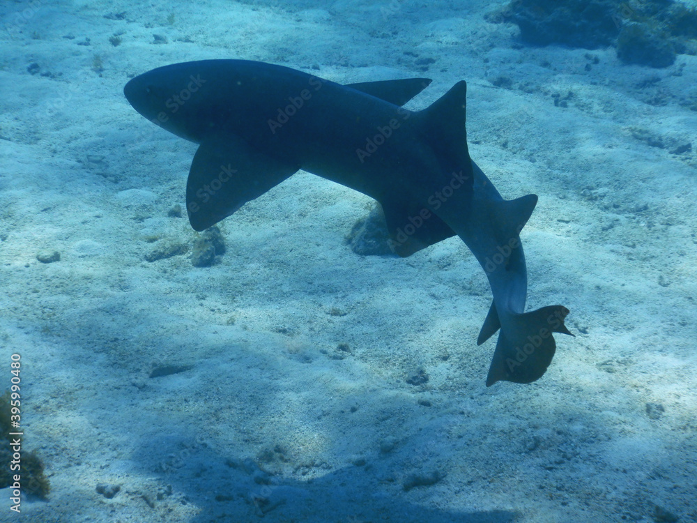 Looe Key Diving Sharks, Parrott Fish, and Reefs - oh my! Stock Photo ...