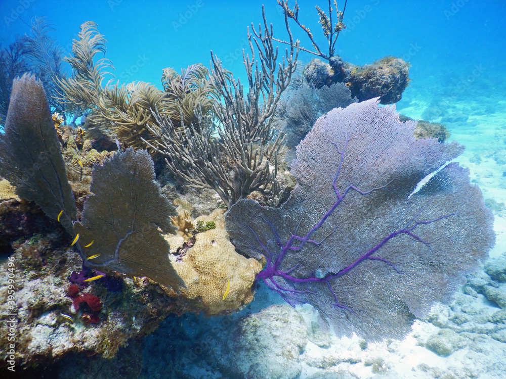 Looe Key Diving Sharks, Parrott Fish, and Reefs - oh my! Stock Photo ...
