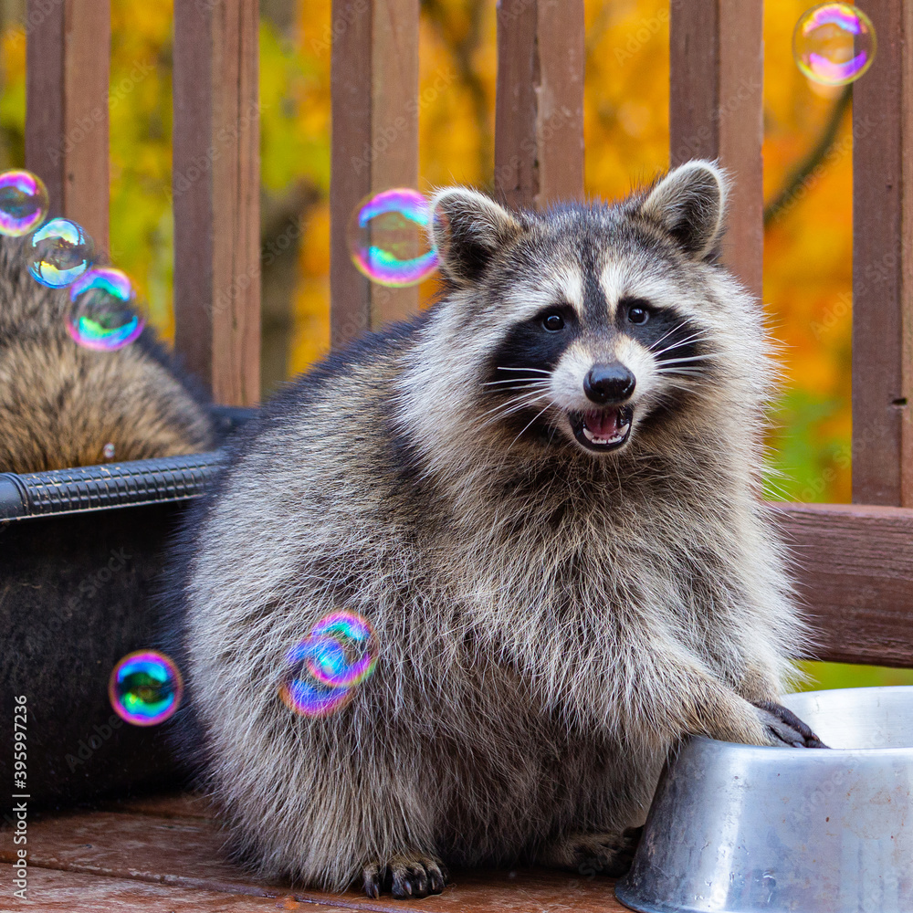 Little raccoon, looking with awe, at bubbles floating in the air around ...