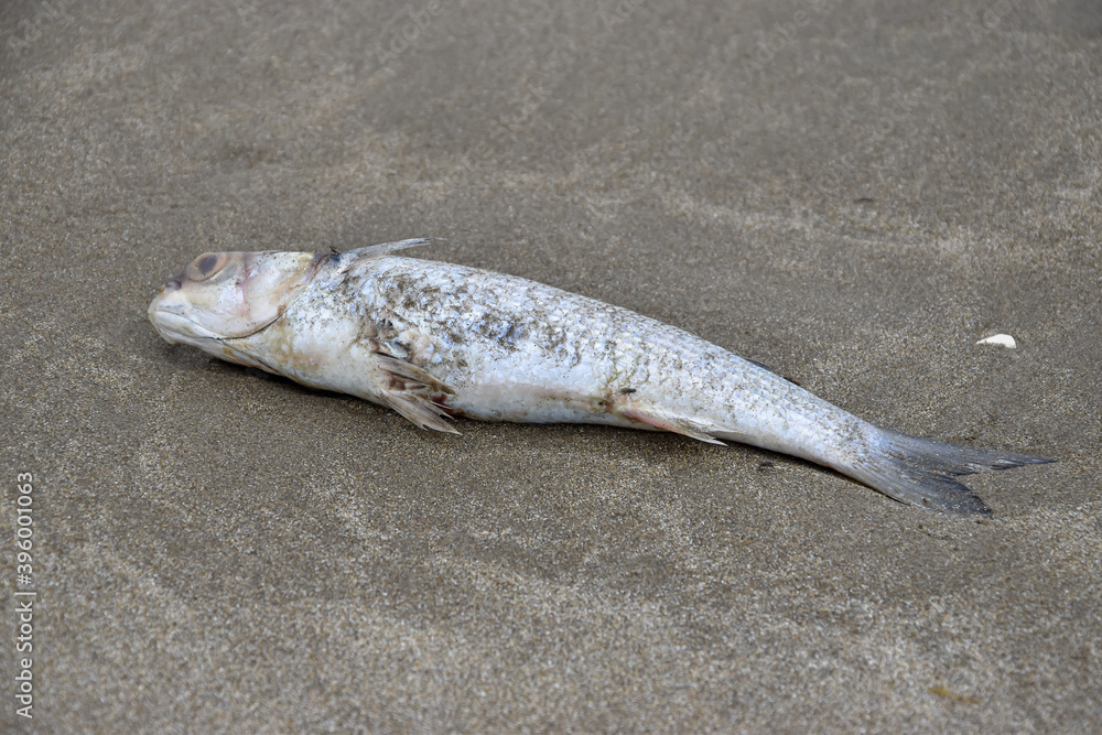 Dead fish on a sandy beach. Dead fish on the seashore. Global warming ...