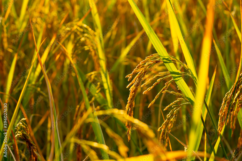 Rice paddy field in organic farm of agriculture, paddy rice plant for ...