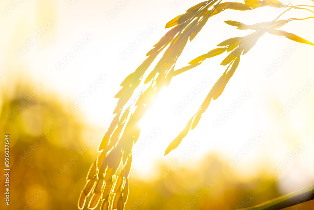 Foto de Rice paddy field in organic farm of agriculture, paddy rice ...