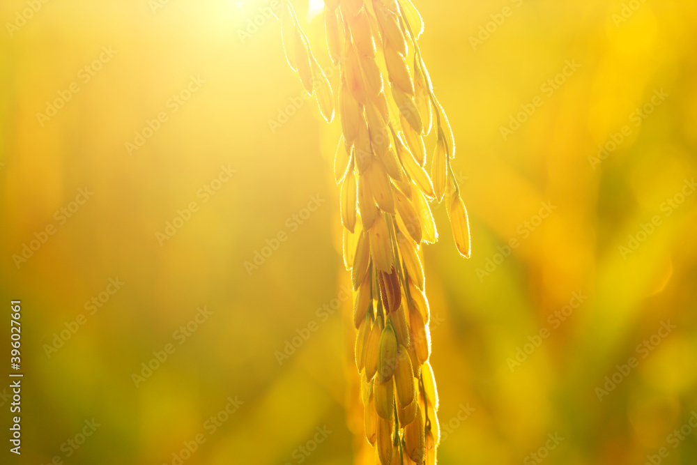 Rice paddy field in organic farm of agriculture, paddy rice plant for ...