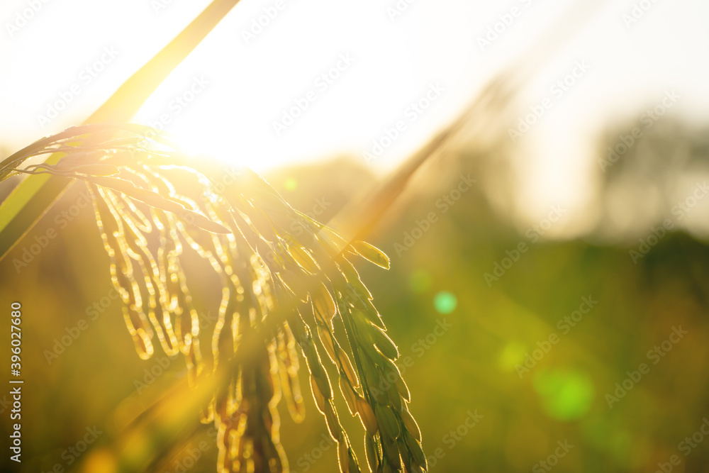 Rice paddy field in organic farm of agriculture, paddy rice plant for ...