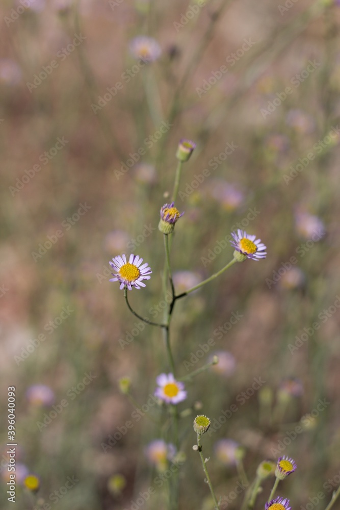 White red mature trichomatic achene fruit of Curl Leaf Mountain ...
