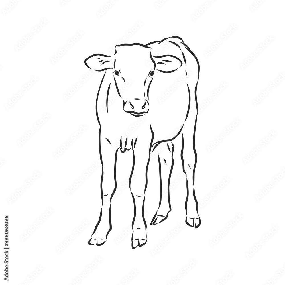 black and white linear paint draw bull vector illustration. bull vector ...