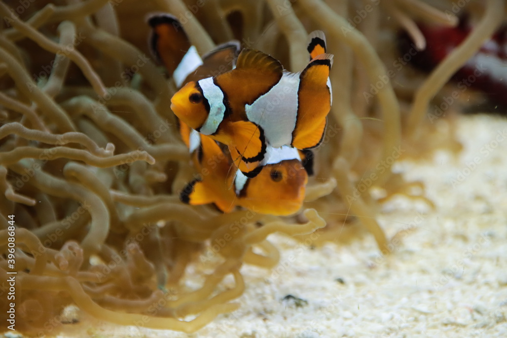 Clownfish swimming in the aquarium in animal park Ouwehands in Rhenen ...