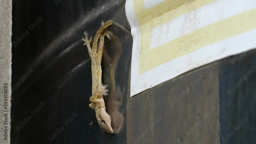 A south-east Asia lizard (chingchok) (common house gecko) died while ...