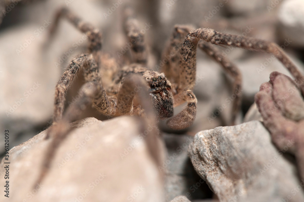 False wolf spider (Zoropsis spinimana). Stock Photo | Adobe Stock