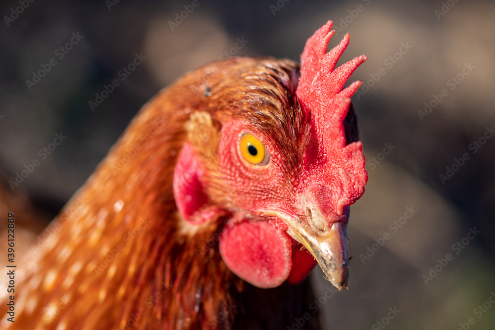 Poule rousse Stock Photo | Adobe Stock