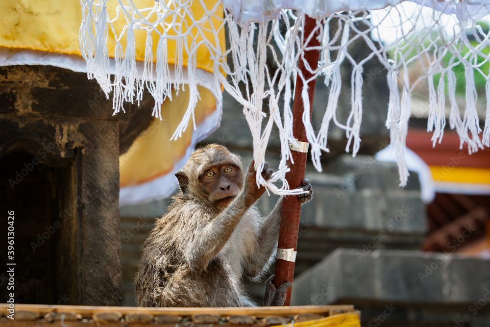 Macaque monkey sit under ritual umbrella in hindu temple in sanctuary ...