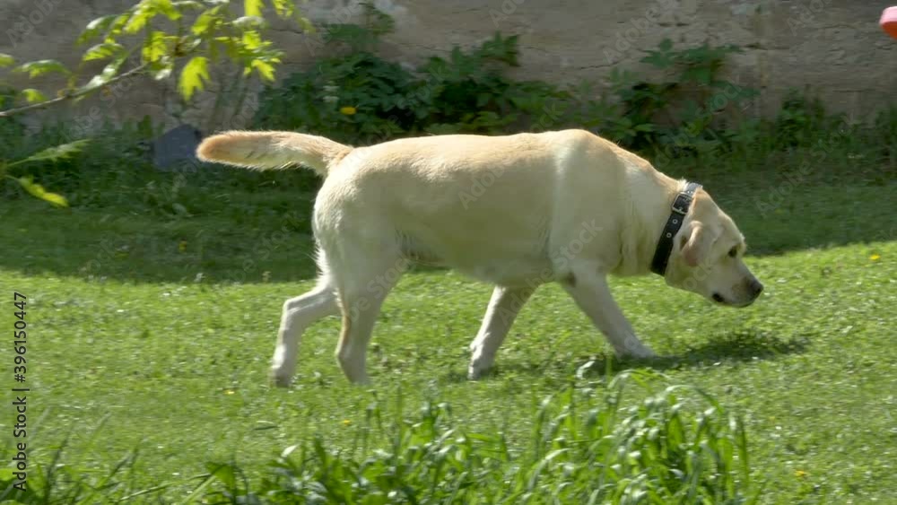 The white Labrador dog shaking off his body after rolling on the wet ...