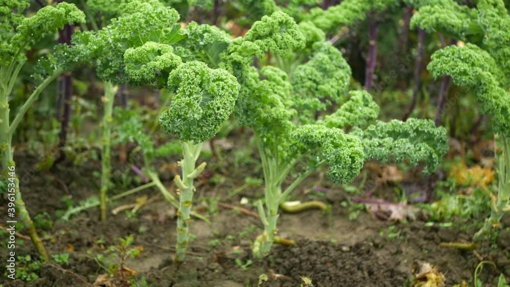 Curly leaf cabbage kale winter plant field leaves bio organic ...