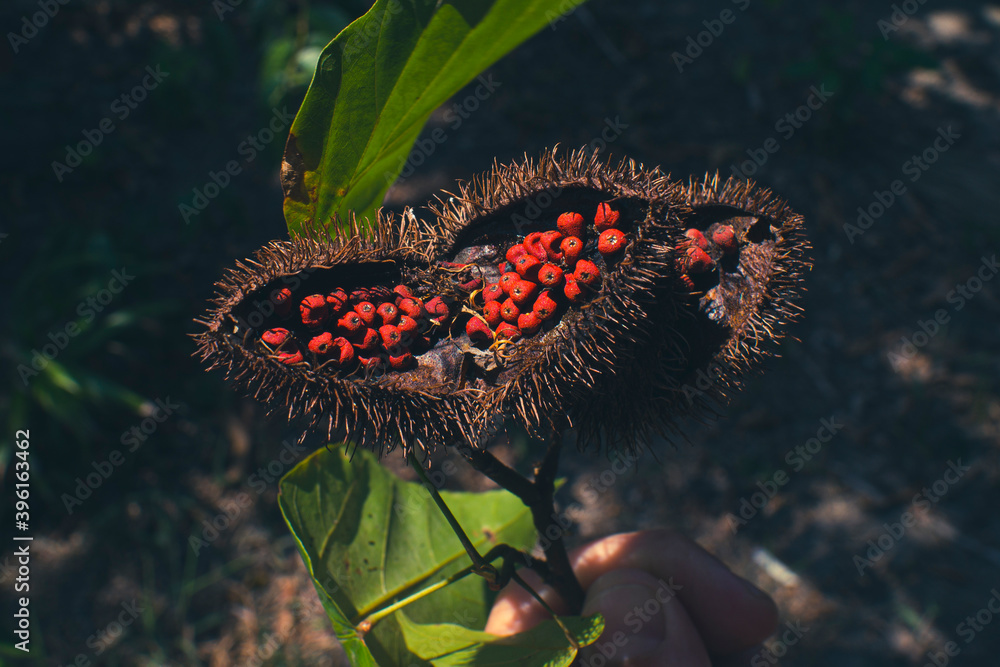 Red seeds inside a spiked shell hanging on a bush. Native tropical ...
