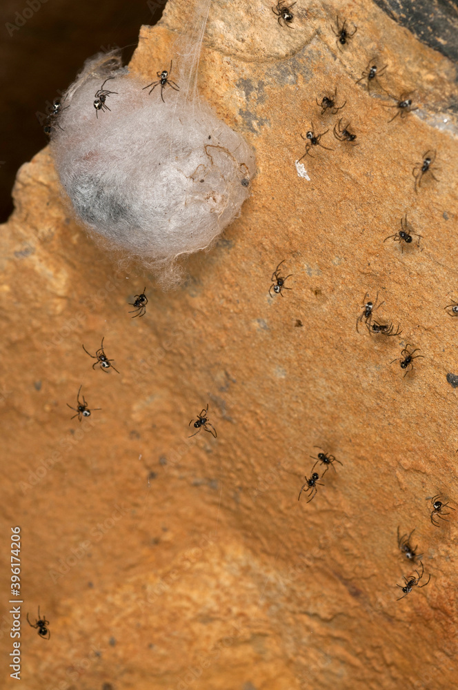 Cocoon of European cave spider (Meta menardi) with juveniles in cave in ...