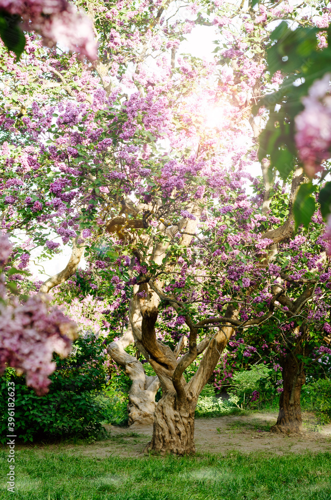 beautiful landscape with old lilac tree blossoming in the garden. Lilac ...