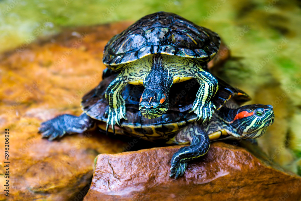 Red-eared Slider. Trachemys scripta elegans. Common slider Turtle wild ...