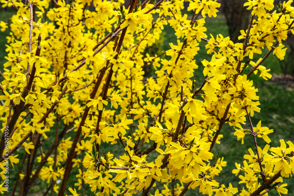 Border forsythia is an ornamental deciduous shrub of garden origin ...