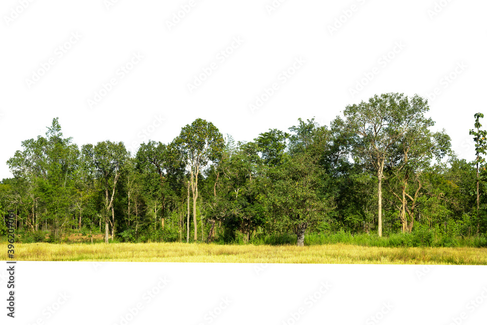 Green trees isolated on white background, Forest and foliage in summer ...