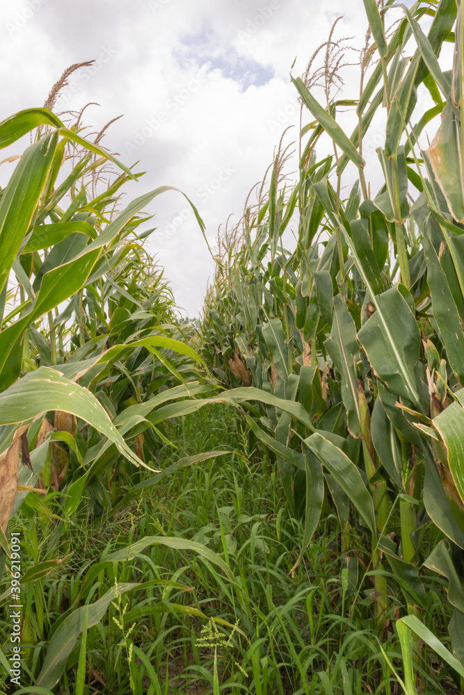 cultivo de maíz o elotes,, hojas verdes y grandes, siembra, área de ...