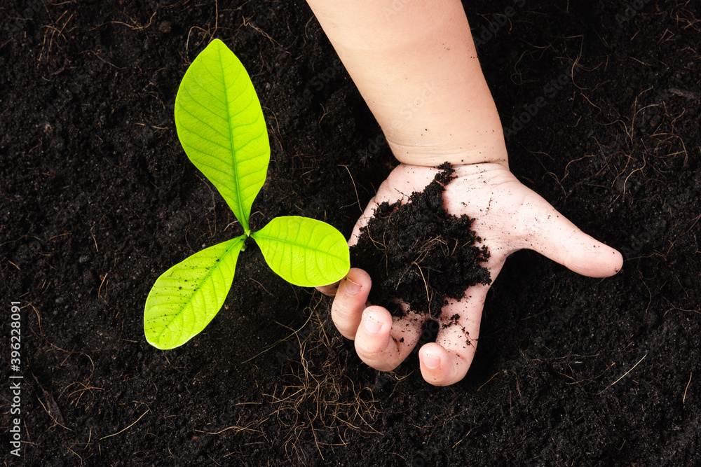 Top view of a green little seedling young tree in black soil on child's ...