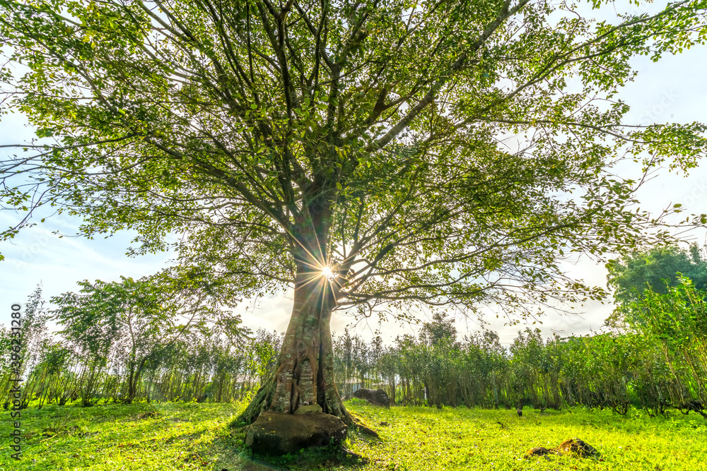 The old Bodhi tree is in the time of changing leaves in winter when the ...
