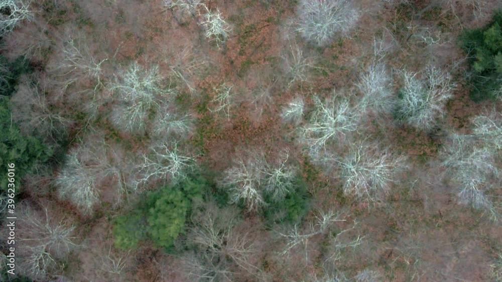 Aerial footage flying low over bare tree tops and pine trees, then ...