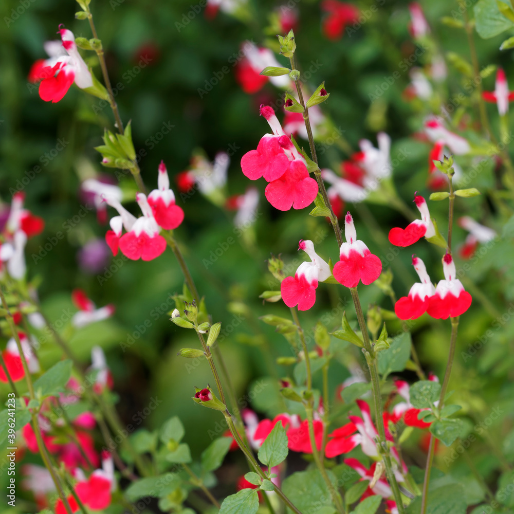 (Salvia microphylla ou greggii 'Hot Lips') Sauge de Graham ou sauge à ...