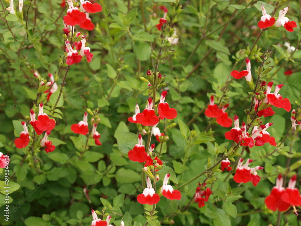 Sauge de Graham 'Hot Lips' ou salvia microphylla, arbuste décoratif de ...