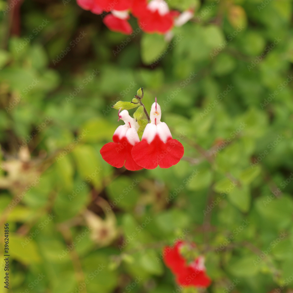 Salvia greggii ou microphylla 'Hot Lips' - Sauge arbustive de Graham ...