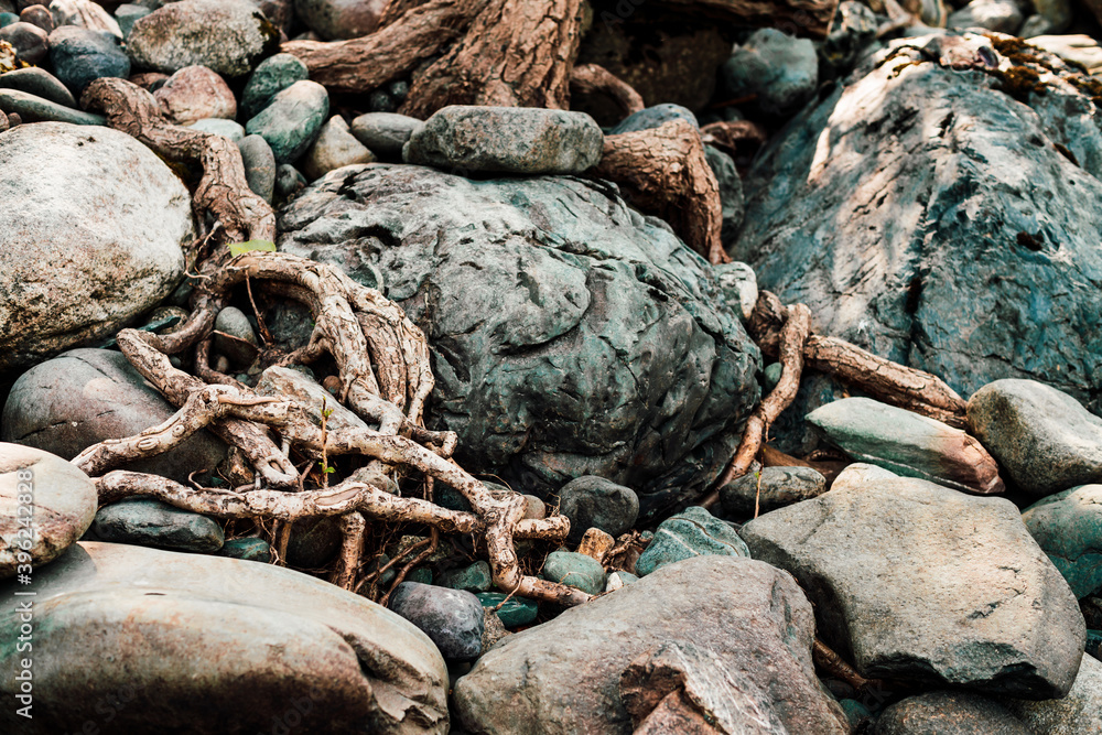 Nature sunny background of beautiful roots of deciduous tree on stony ...
