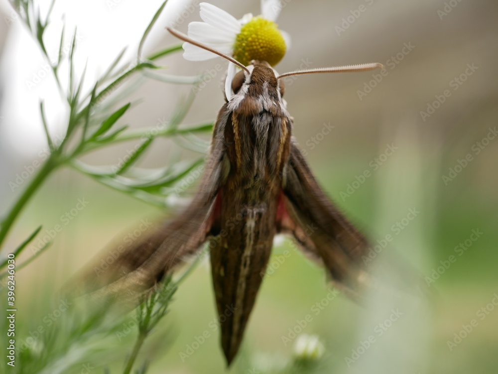 Silver-striped hawk-moth (Hippotion celerio), sits on a chamomile ...