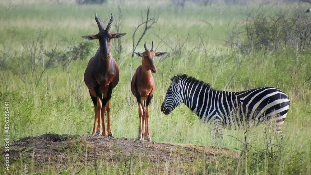 Topi and zebra in The African Savannah. Topis animal animals wild ...