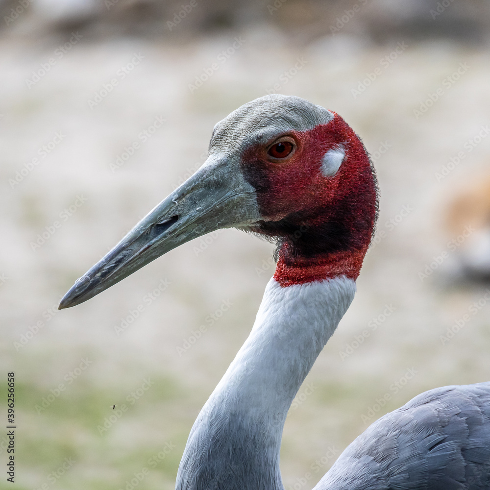 Sarus crane, Grus antigone also known as Indian sarus crane Stock Photo ...