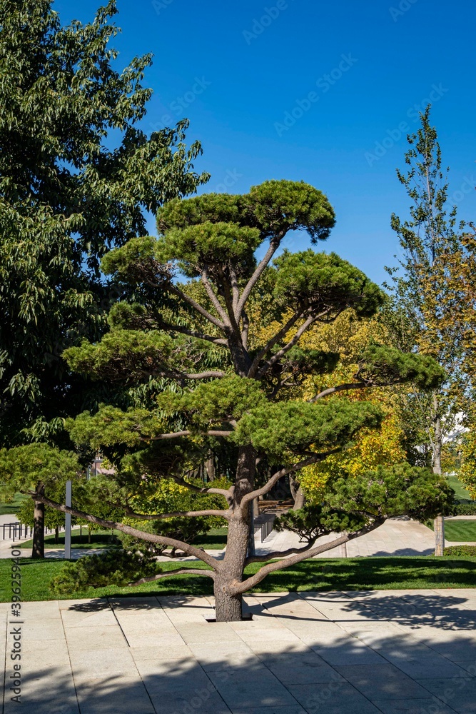 Beautiful bonsai pine (Pinus mugo or mountain pine) with lush needles ...
