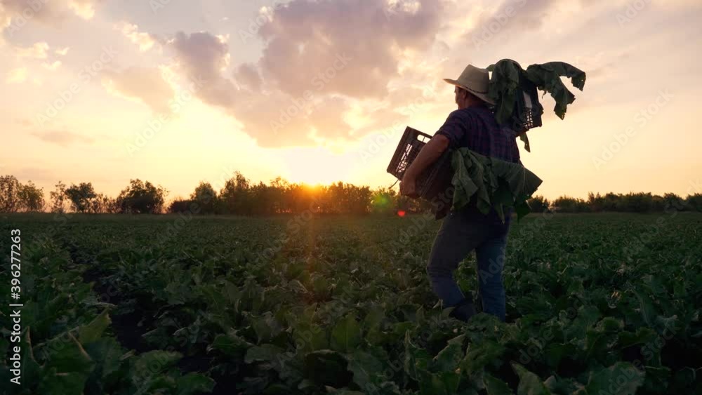 Agriculture. Senior farmer walks through green field with harvest box ...