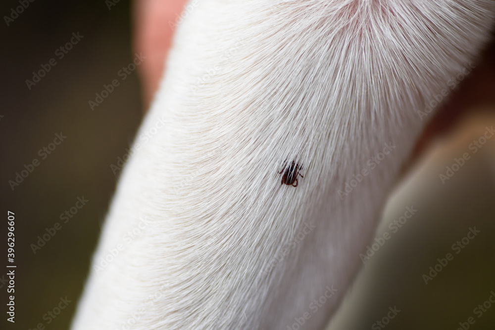 Tick insect parasite attacking dog. Hard tick (Ixodes), dangerous ...