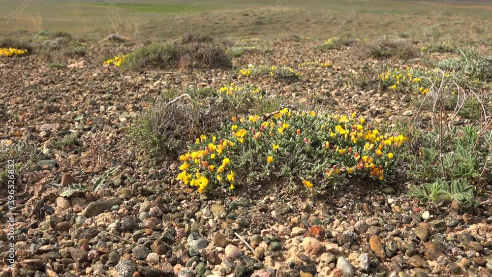 Barren Plants and Flowers on Arid Terrestrial Soil Surface. Semi ...