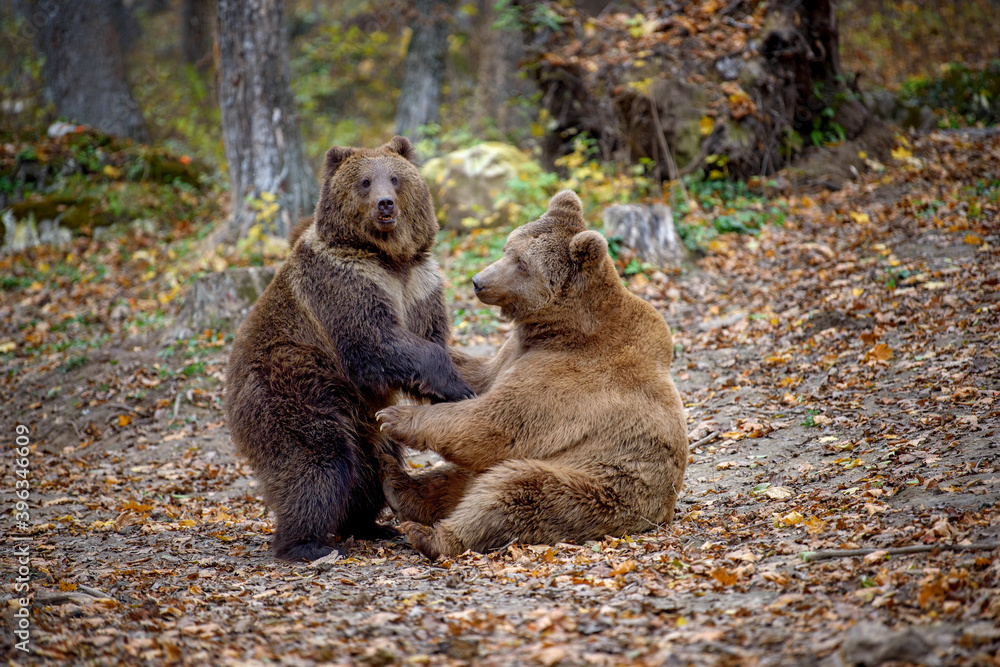 Two Bears Playing