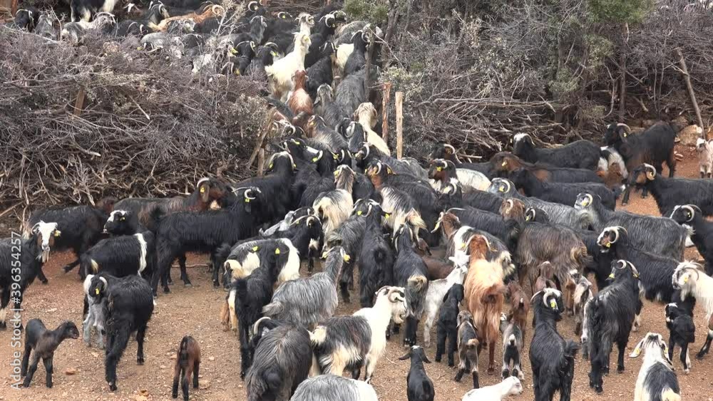 Herd of Goats Coming in Through Gate.A goat fold is an enclosure for ...
