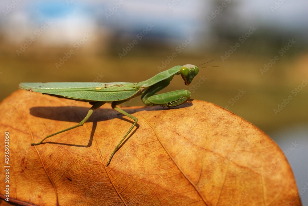 Close up Photo of a praying mantis (Mantis religiosa) giant African ...