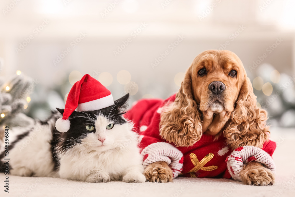 Adorable Cocker Spaniel dog with cat in Christmas sweater and Santa hat ...