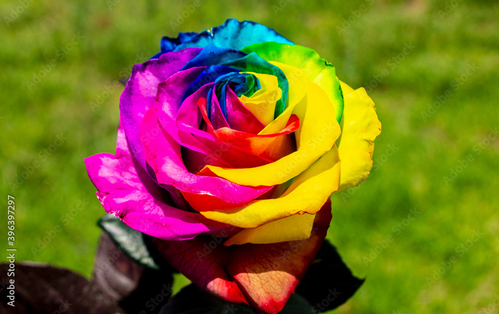 Rainbow Roses Rosas Arcoíris Todos Los Colores En Una Sola Rosa